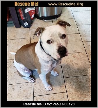 - Tennessee Pit Bull Rescue - ADOPTIONS - Rescue Me!