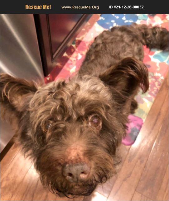 ADOPT 21122600032 ~ Petit Basset Griffon Vendeen Rescue ~ Cary, NC