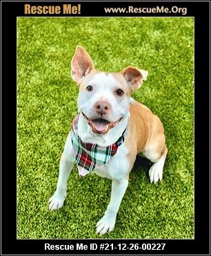 - Arizona Staffordshire Bull Terrier Rescue - ADOPTIONS - Rescue Me!