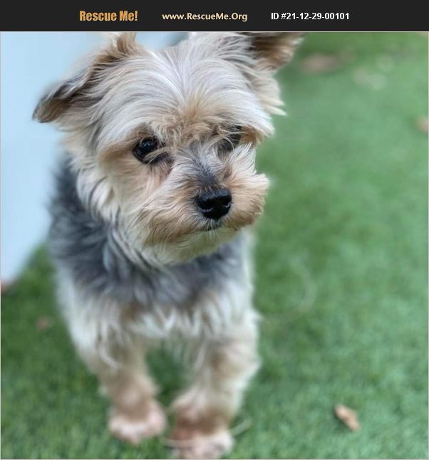 ADOPT 21122900101 ~ Yorkie Rescue ~ MIAMI, FL
