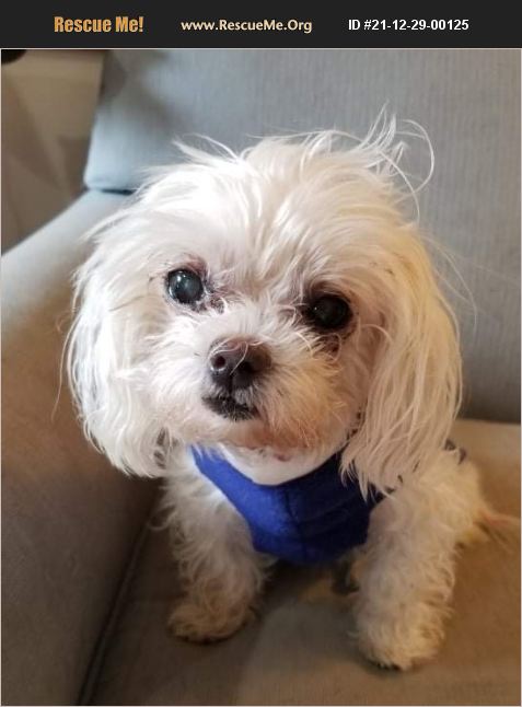 ADOPT 21122900125 ~ Maltese Rescue ~ Cary, NC