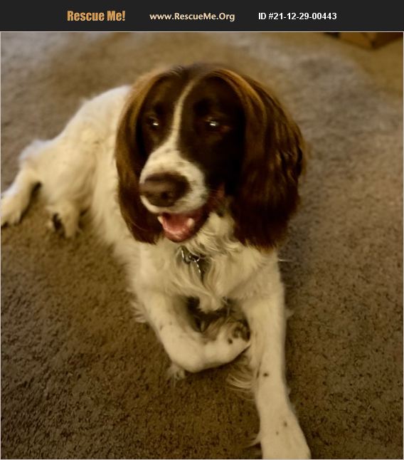 ADOPT 21122900443 ~ English Springer Spaniel Rescue ~ Boise, ID