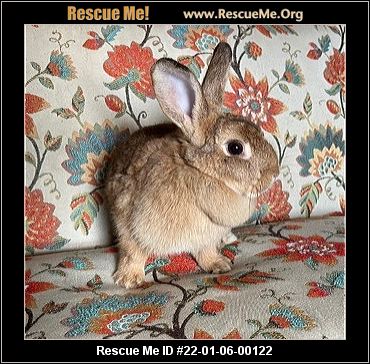 - Florida Rabbit Rescue - ADOPTIONS - Rescue Me!
