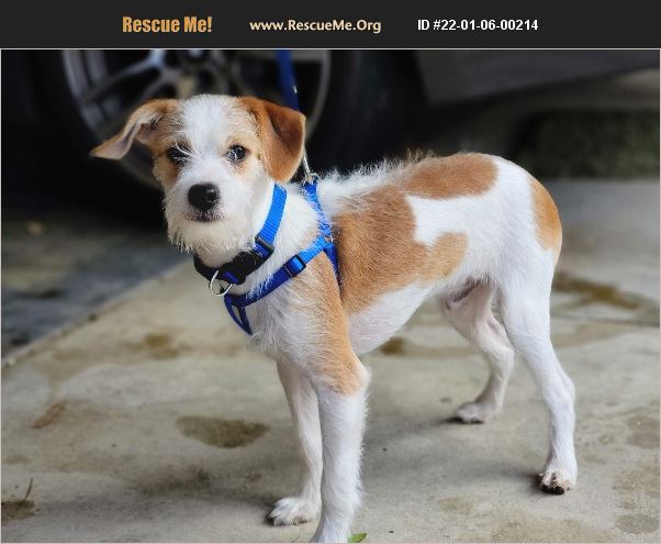 ADOPT 22010600214 ~ Jack Russell Rescue ~ Simi Valley, CA