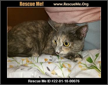 - Virginia Cat Rescue - ADOPTIONS - Rescue Me!