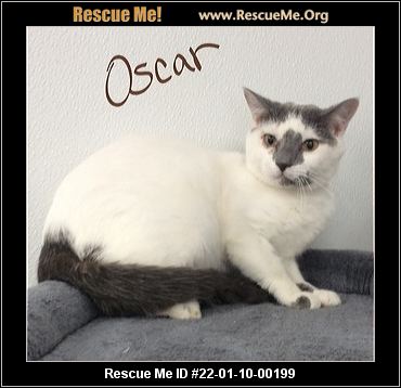 - Missouri Cat Rescue - ADOPTIONS - Rescue Me!