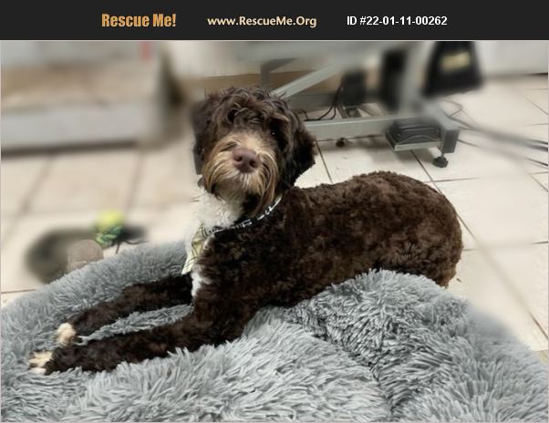 ADOPT 22011100262 ~ Portuguese Water Dog Rescue ~ Yardley, PA