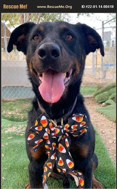 ADOPT 22011400418 ~ Rottweiler Rescue ~ Oxnard, CA