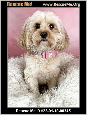 - Arizona Poodle Rescue - ADOPTIONS - Rescue Me!