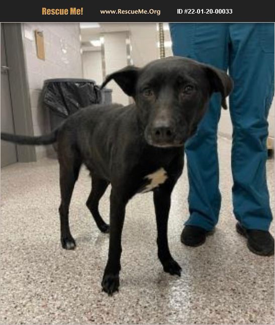 ADOPT 22012000033 ~ Lab Rescue ~ Carroll County, MD