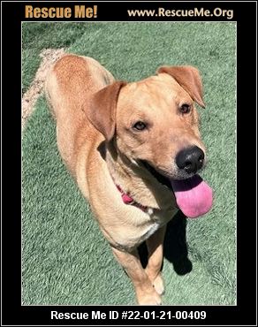 - Arizona Lab Rescue - ADOPTIONS - Rescue Me!