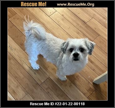 - New York Lhasa Apso Rescue - ADOPTIONS - Rescue Me!