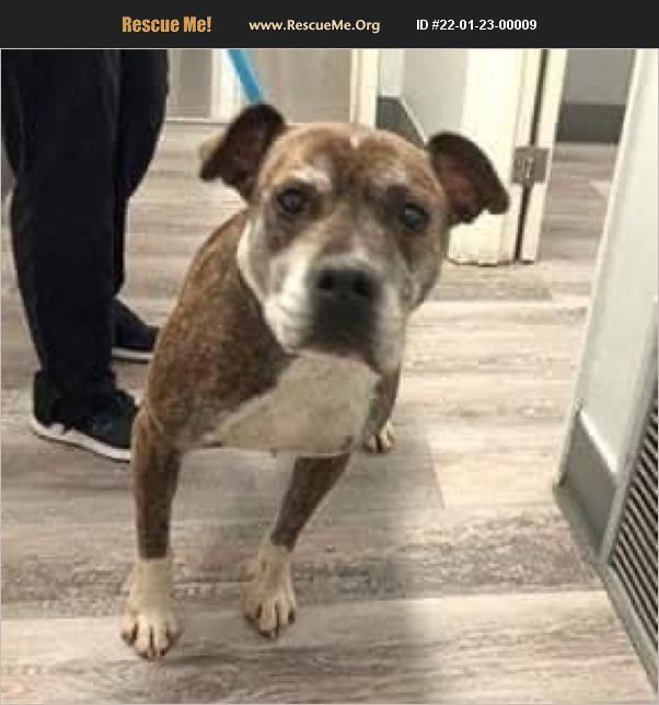 ADOPT 22012300009 ~ Pit Bull Rescue ~ California