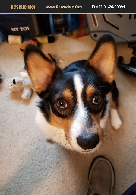 ADOPT 22012600091 ~ Corgi Rescue ~ Madison, WI