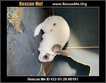 - Florida Rabbit Rescue - ADOPTIONS - Rescue Me!