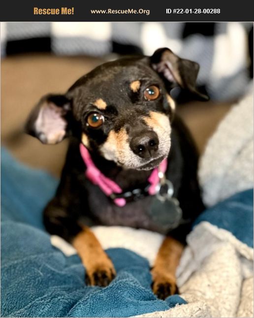 ADOPT 22012800288 ~ Miniature Pinscher Rescue ~ Los Angeles, CA