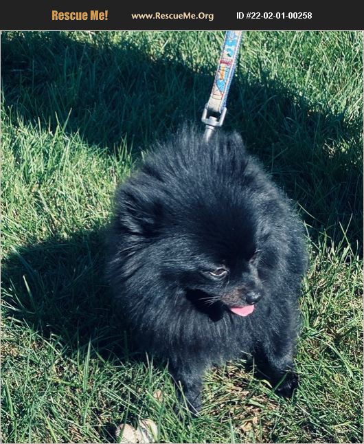 ADOPT 22020100258 ~ Pomeranian Rescue ~ Rustburg, VA