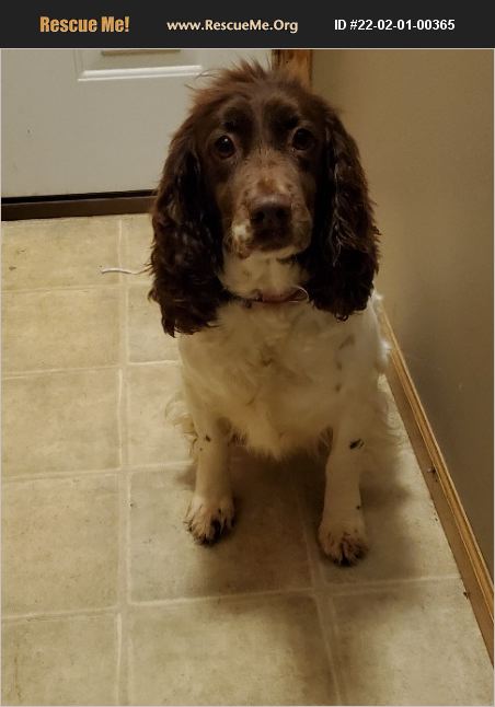 ADOPT 22020100365 ~ English Springer Spaniel Rescue ~ Sussex, WI
