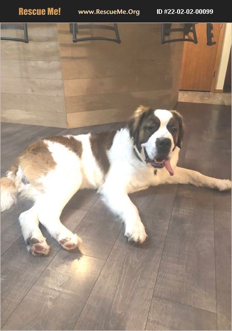 ADOPT 22020200099 ~ Saint Bernard Rescue ~ Kingston, WA
