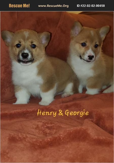 ADOPT 22020200458 ~ Corgi Rescue ~ Richmond, MI