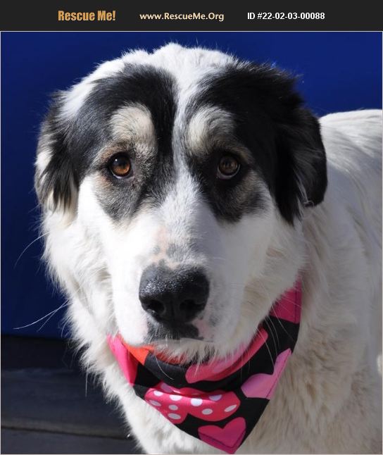 ADOPT 22020300088 ~ Great Pyrenees Rescue ~ Pagosa Springs, CO