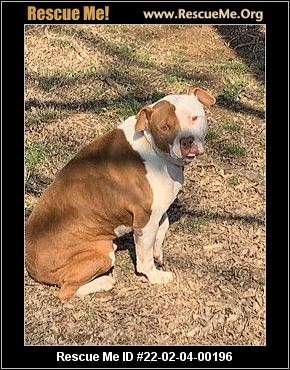 - Tennessee Pit Bull Rescue - ADOPTIONS - Rescue Me!