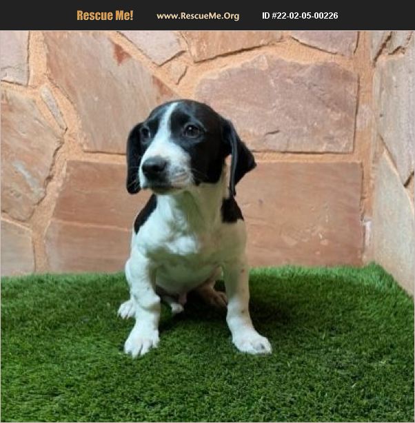 ADOPT 22020500226 ~ English Springer Spaniel Rescue ~ San Diego, CA