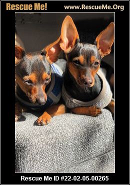 - California Miniature Pinscher Rescue - ADOPTIONS - Rescue Me!