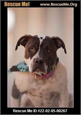 - Arizona Pit Bull Rescue - ADOPTIONS - Rescue Me!