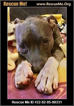 - Pennsylvania Pit Bull Rescue - ADOPTIONS - Rescue Me!