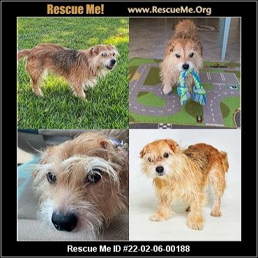 - North Carolina Boston Terrier Rescue - ADOPTIONS - Rescue Me!