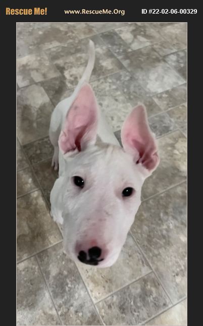 ADOPT 22020600329 ~ Bull Terrier Rescue ~ Puyallup, WA