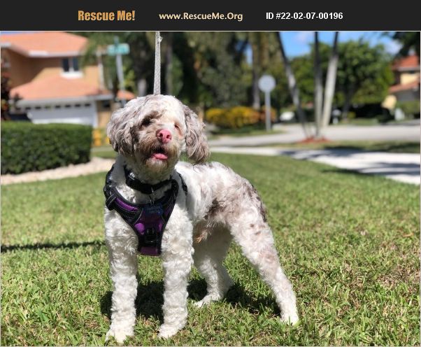 ADOPT 22020700196 ~ Cockapoo Rescue ~ Cape Coral, FL