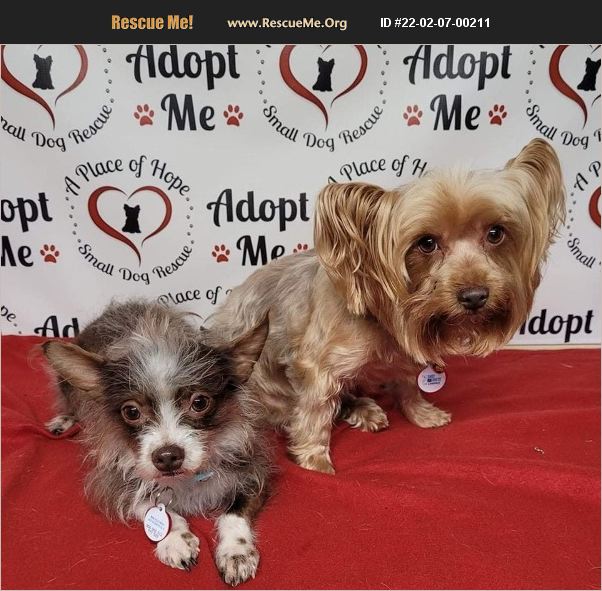 ADOPT 22020700211 ~ Yorkie Rescue ~ Pensacola, FL
