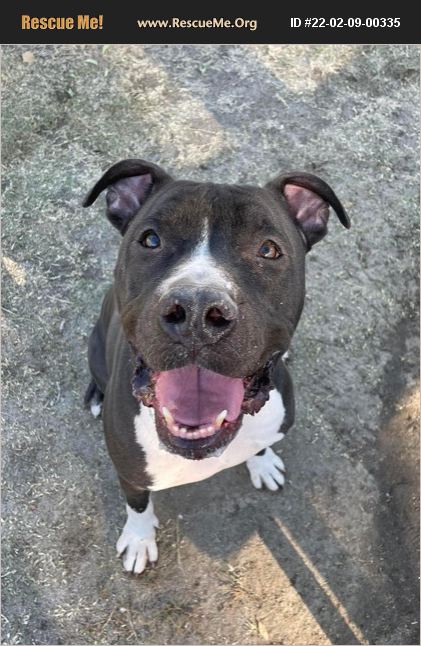 ADOPT 22020900335 ~ Pit Bull Rescue ~ California