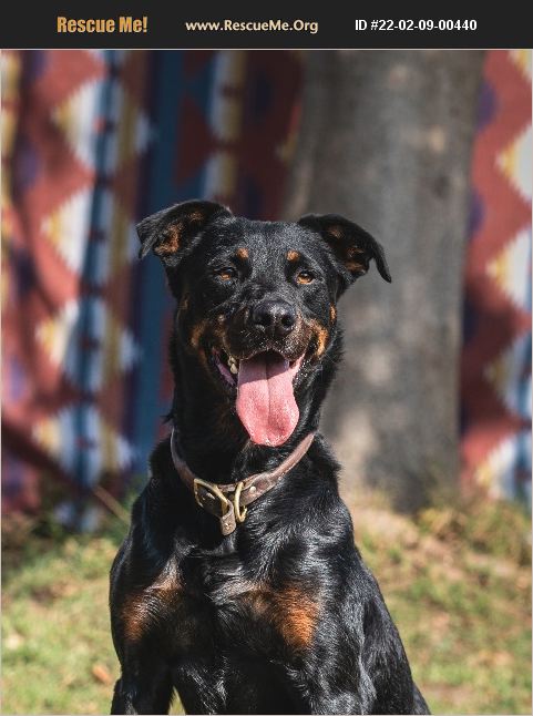 ADOPT 22020900440 ~ Rottweiler Rescue ~ Oxnard, CA