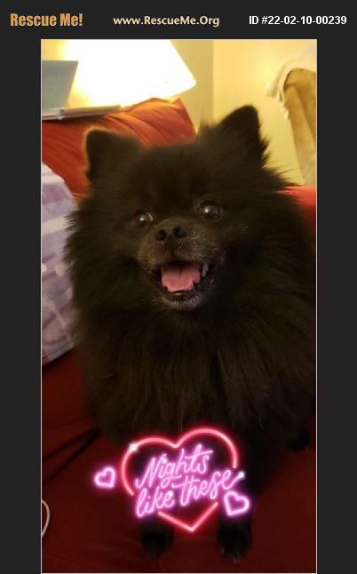 ADOPT 22021000239 ~ Pomeranian Rescue ~ Radford, VA
