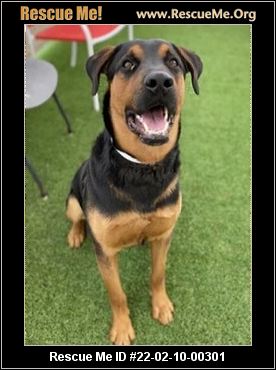 - Arizona Black and Tan Coonhound Rescue - ADOPTIONS - Rescue Me!