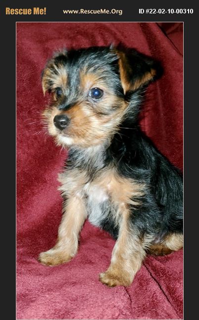 ADOPT 22021000310 ~ Yorkie Rescue ~ Richmond, MI