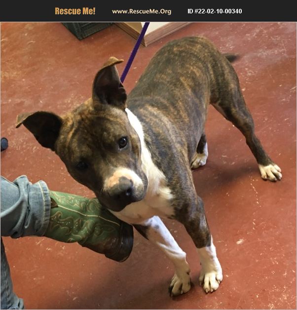 ADOPT 22021000340 ~ Boxer Rescue ~ Pauls Valley, OK