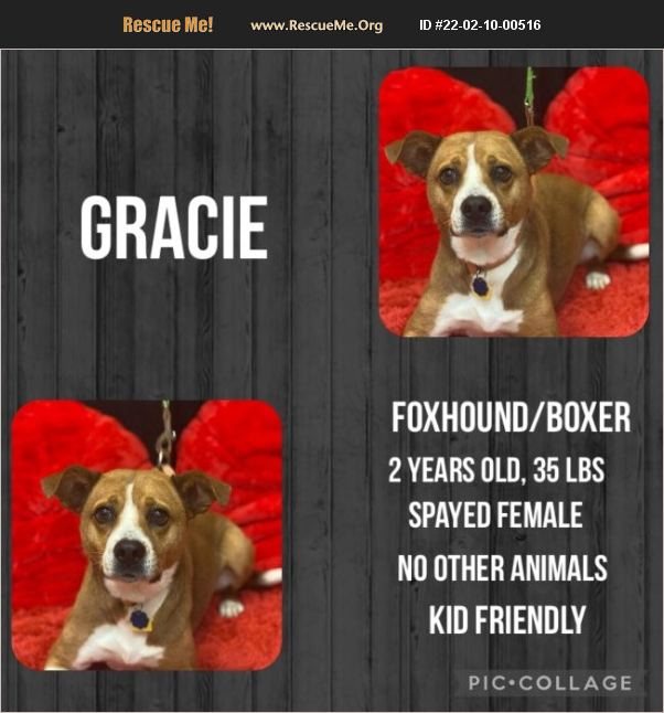 ADOPT 22021000516 ~ Boxer Rescue ~ Torrington, CT