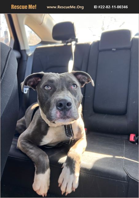 ADOPT 22021100346 ~ Pit Bull Rescue ~ Huntsville, AL