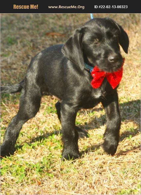 ADOPT 22021300323 ~ German Wirehaired Pointer Rescue ~ Jesup, GA