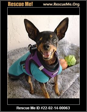- Arizona Miniature Pinscher Rescue - ADOPTIONS - Rescue Me!