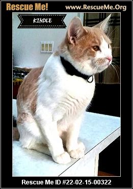 - Michigan Cat Rescue - ADOPTIONS - Rescue Me!