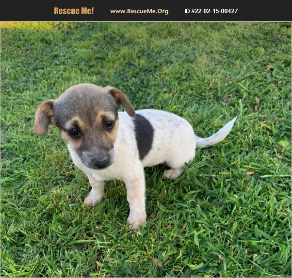 ADOPT 22021500427 ~ Jack Russell Rescue ~ Porterville, CA