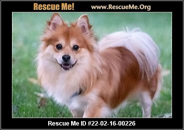- Pennsylvania Pomeranian Rescue - ADOPTIONS - Rescue Me!