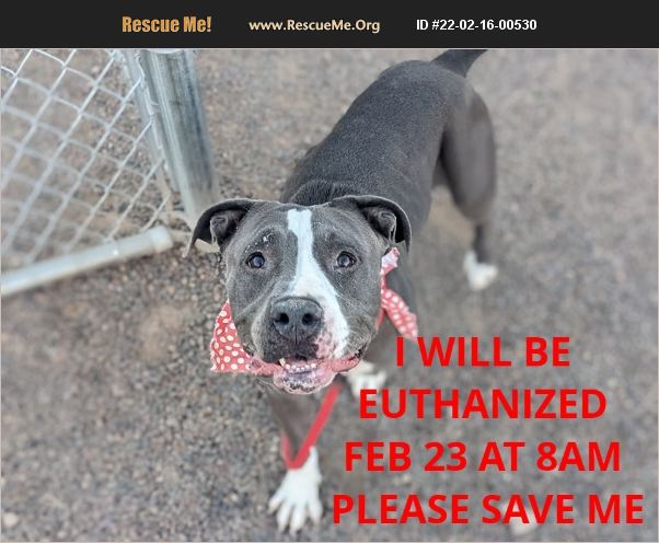 ADOPT 22021600530 ~ Pit Bull Rescue ~ Arizona