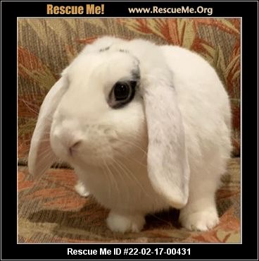 - Florida Rabbit Rescue - ADOPTIONS - Rescue Me!