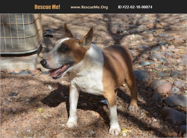 ADOPT 22021800074 ~ Bull Terrier Rescue ~ TUCSON, AZ